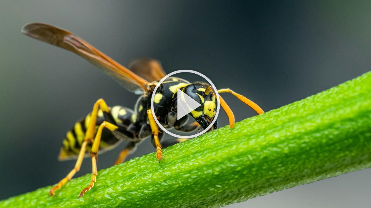 A.I. joins the fight against invasive Asian hornets