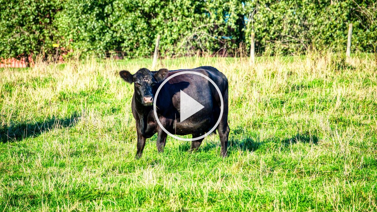 AI powered ‘smart cow’ to help ranchers