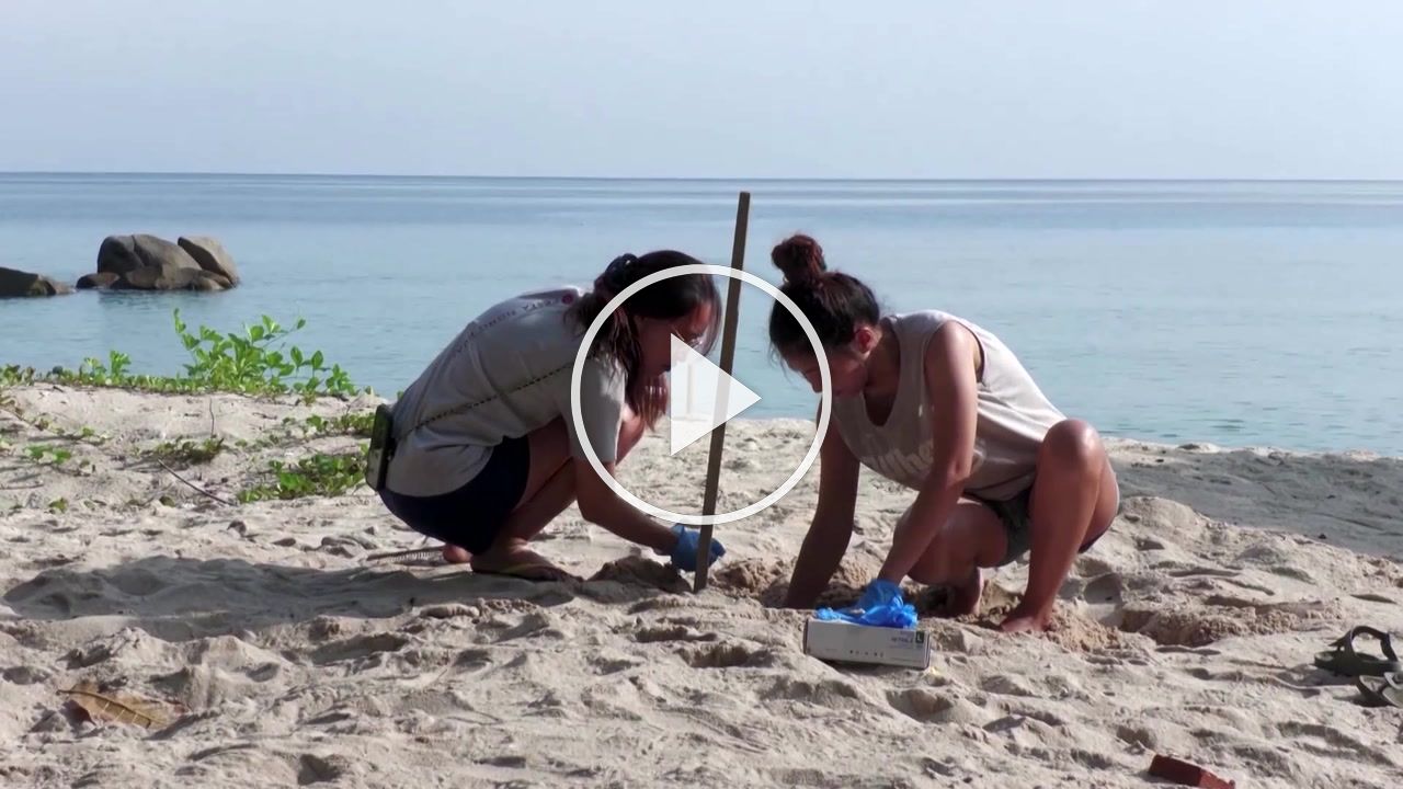 Climate change 'feminizing' Malaysian sea turtles