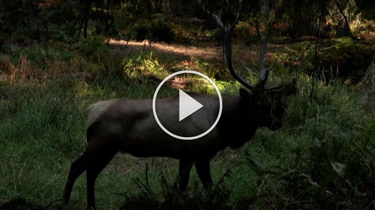 Collapse of habitats: 40% of animals in U.S face extinction