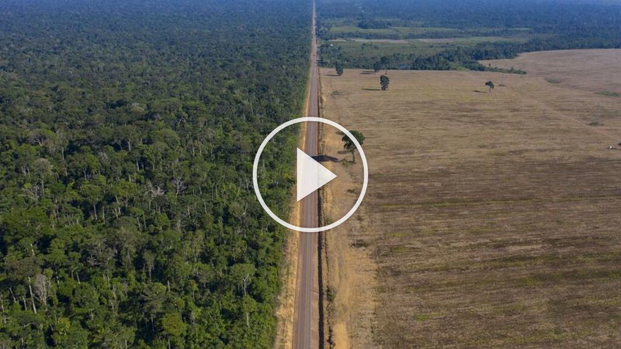 EU takes a stand against deforestation