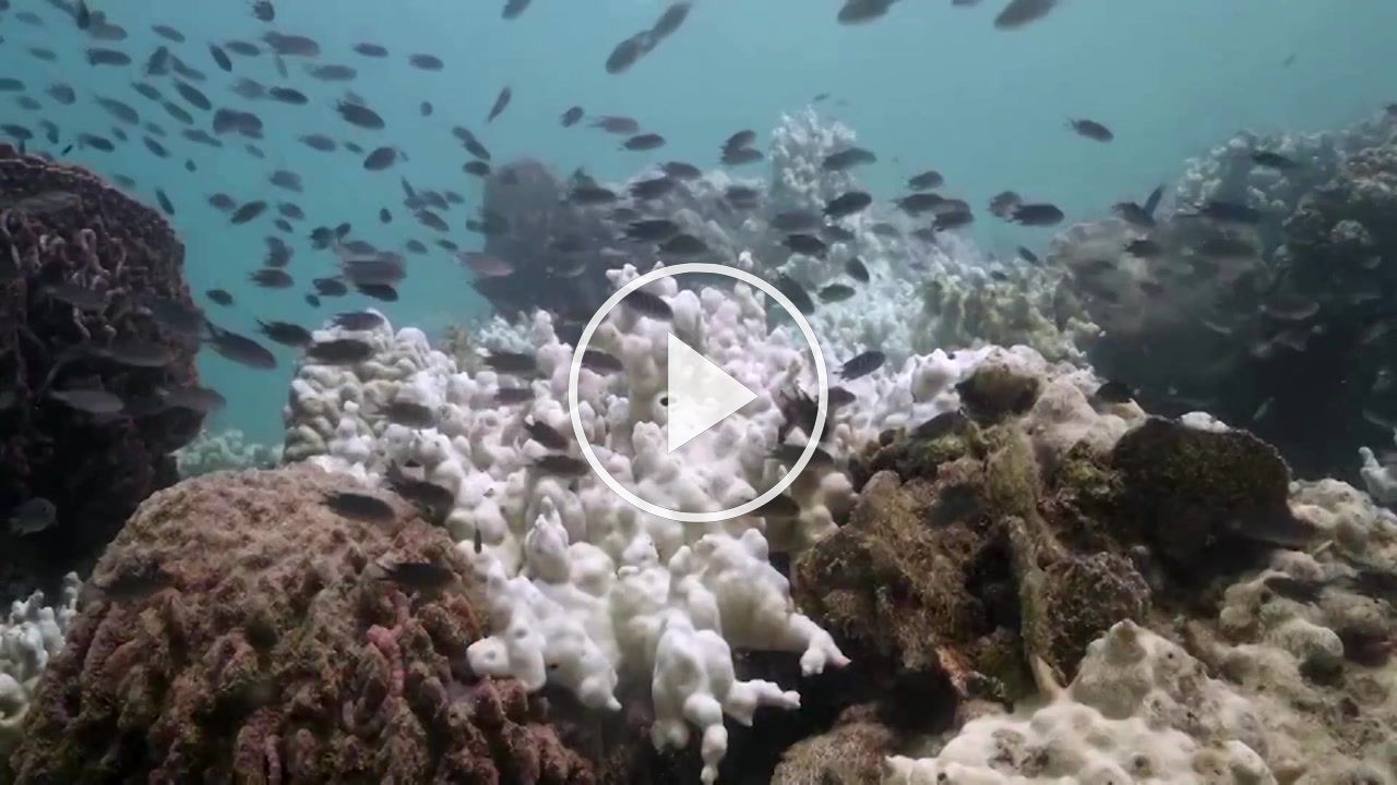 Global coral reefs impacted by largest bleaching event on record