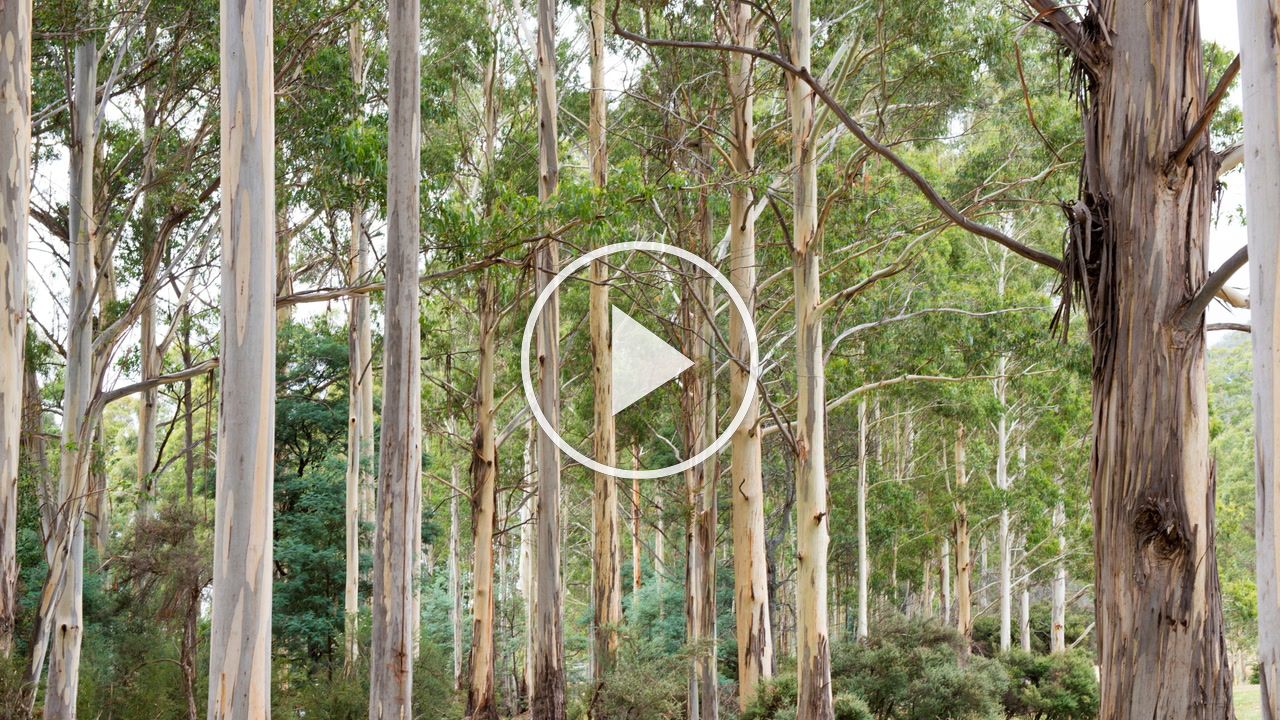 Using AI to save remote forests
