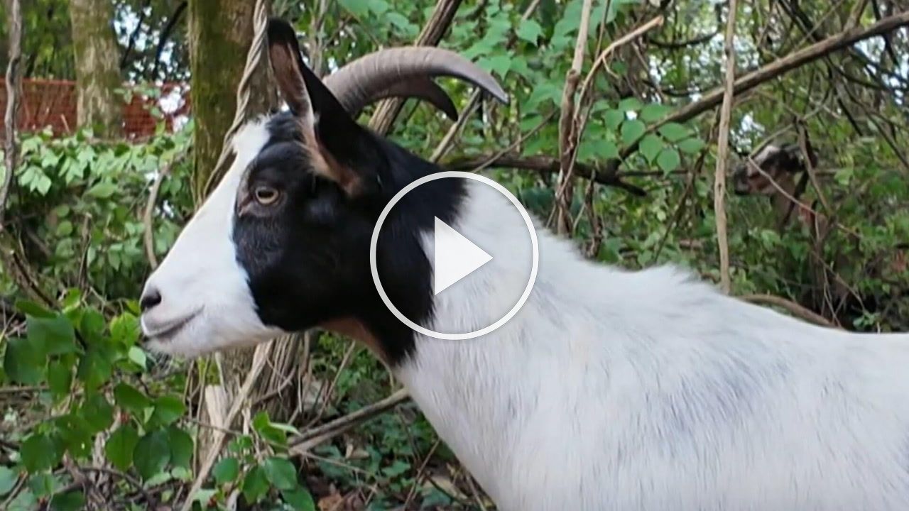 How goats are solving the invasive plant problem in Tennessee