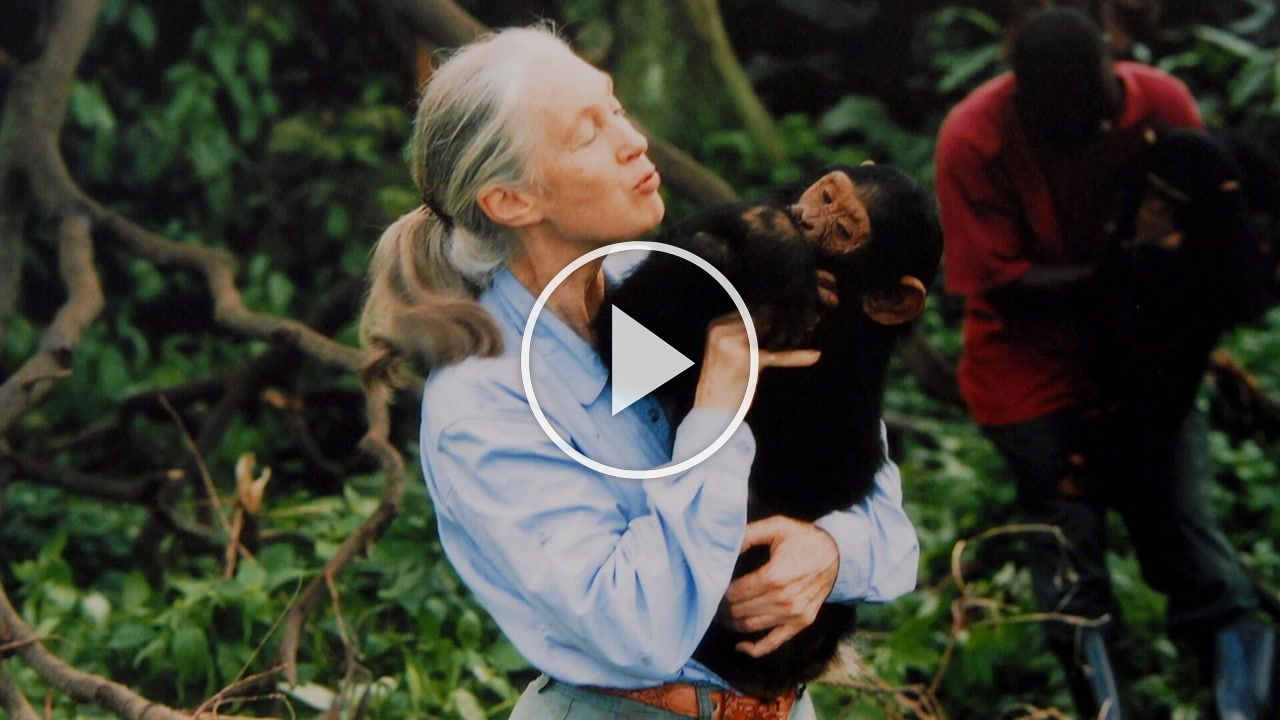 How did Jane Goodall die? - LeadStory