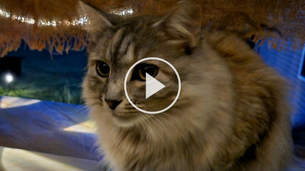 Lost cat returns home more than a year after Hurricane Helene