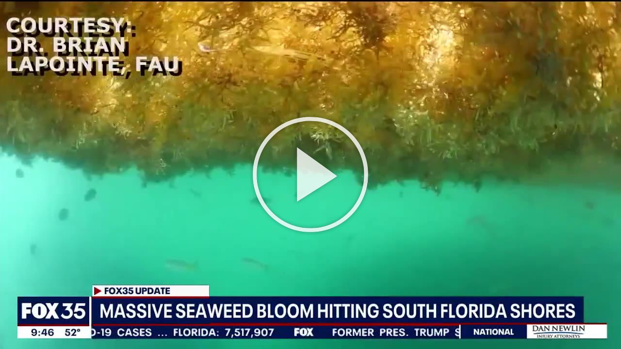 Massive seaweed bloom hits Florida's coast