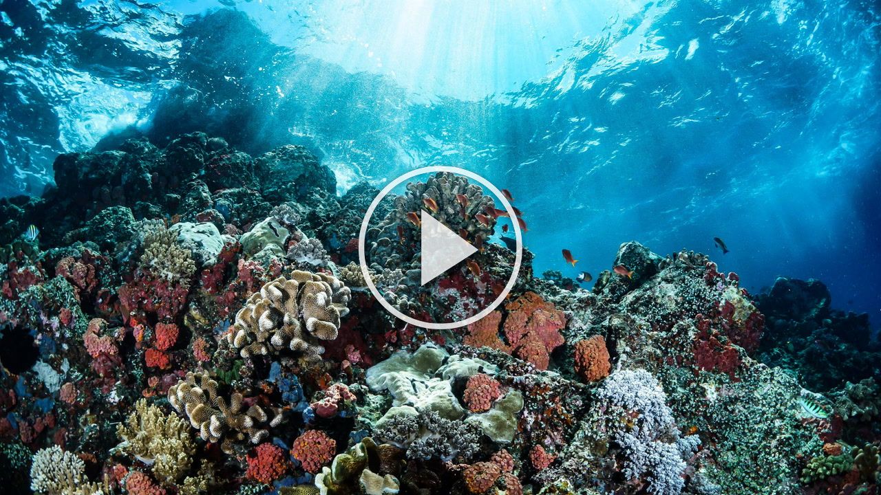 Protecting Galveston's vital coral reefs from ocean threats