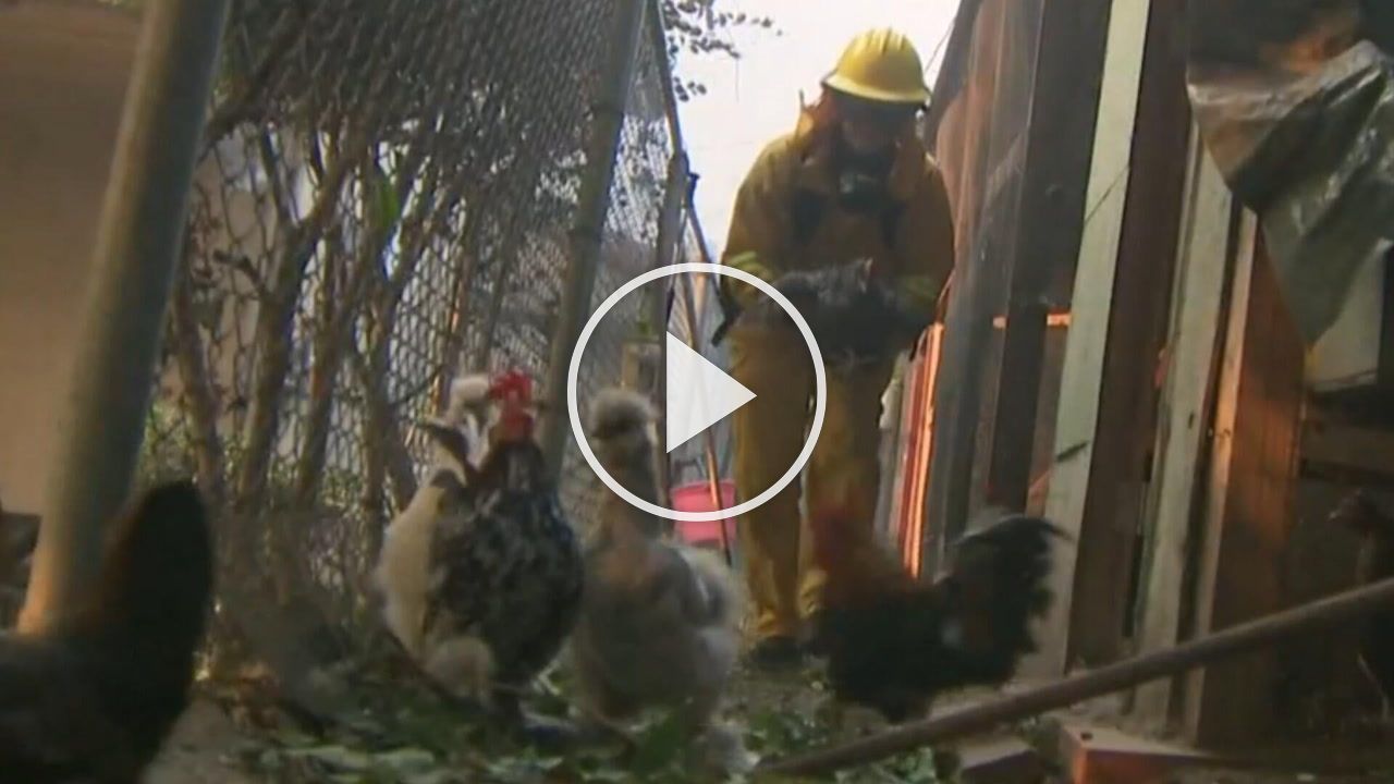 Reporter remembers saving animals a year after L.A. wildfires