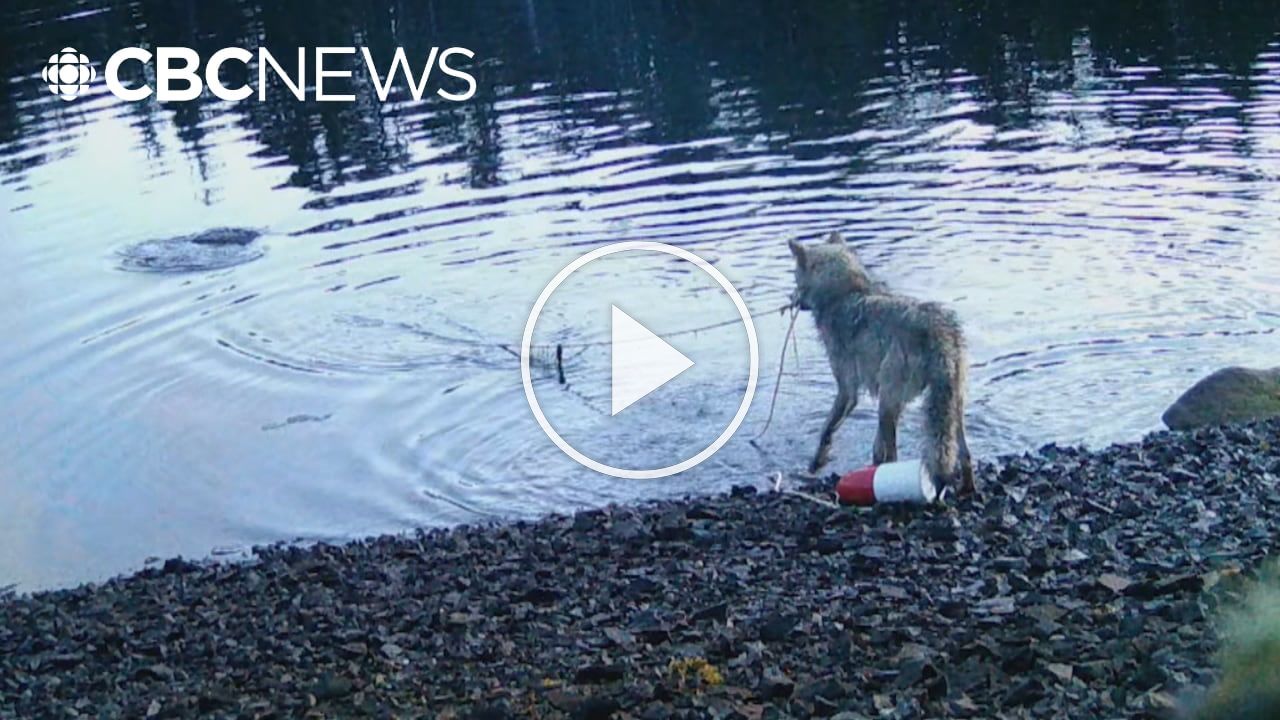 Researchers stunned as wolves seen pulling crab trap lines from water