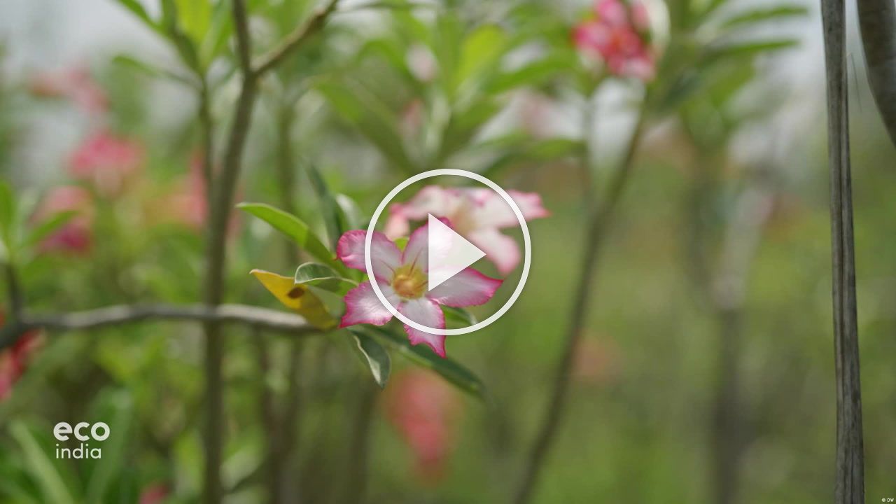 Tamil Nadu: Growing rare desert roses with zero fertilizer