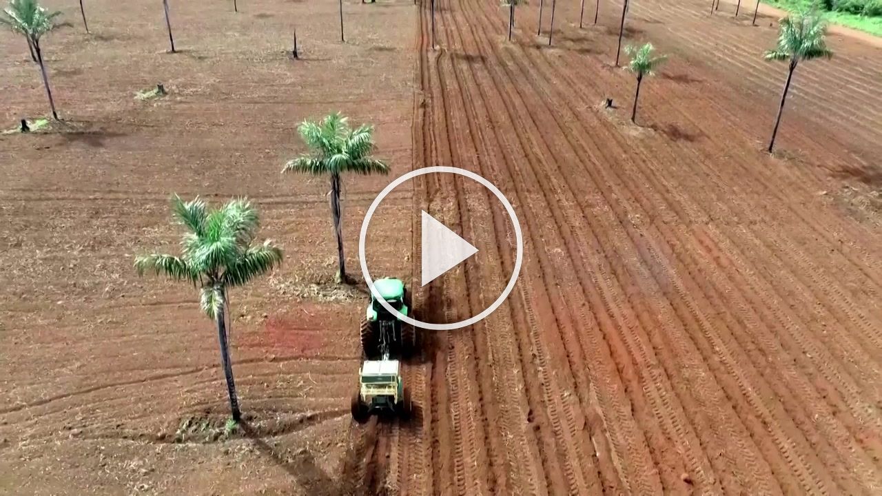 The challenges of replanting the Amazon