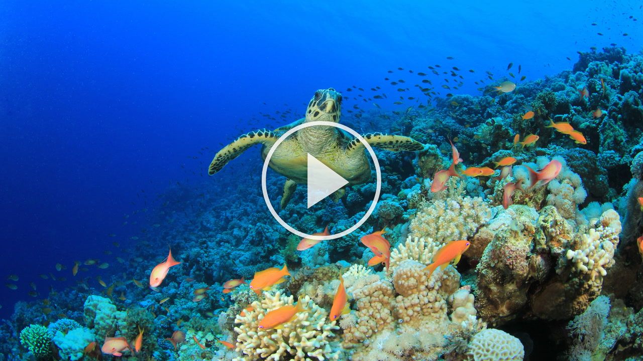 The fight to save turtles on the Great Barrier Reef