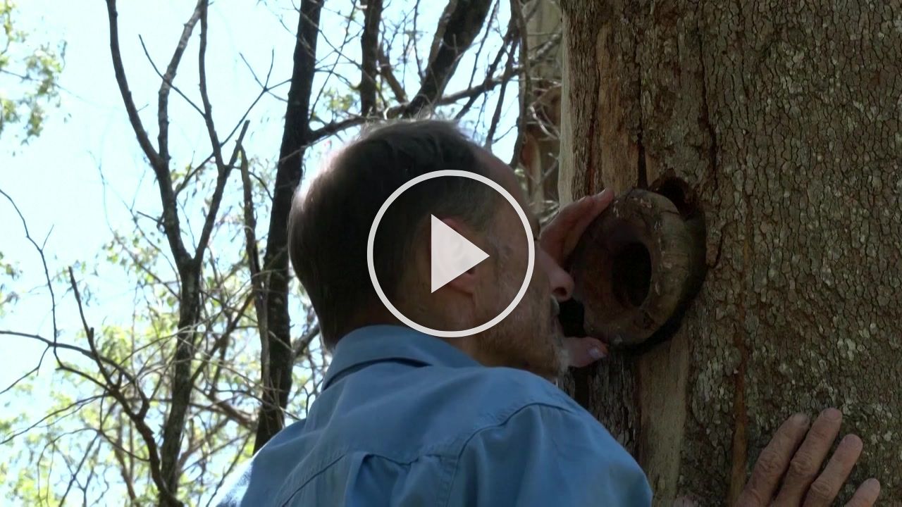 The world-first Aussie invention helping displaced wildlife