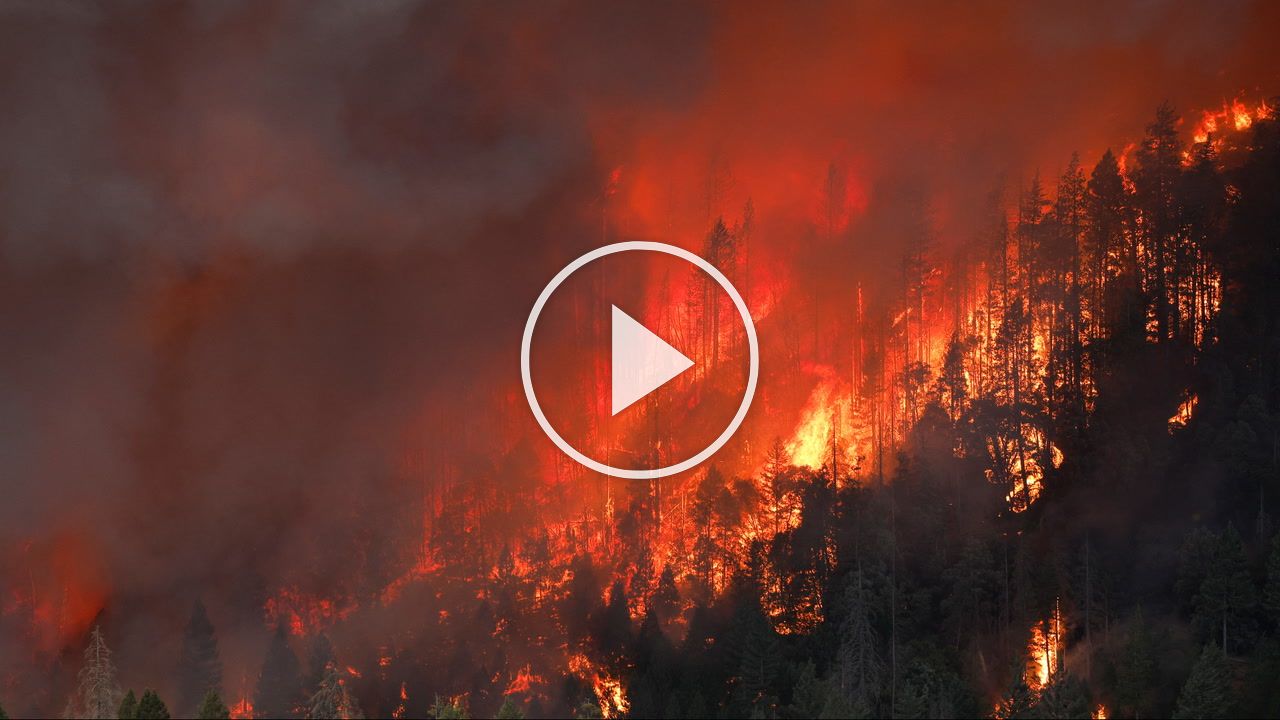 Toxic ash from LA wildfires impacts ocean life