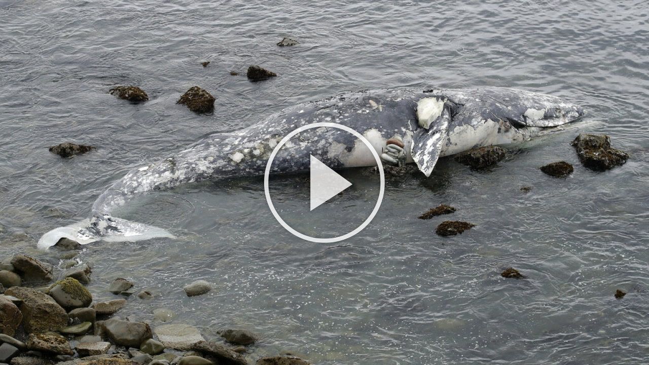 Understanding the spike in East Coast Whale deaths