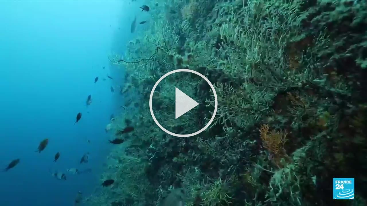 Using the oceans to reverse climate change