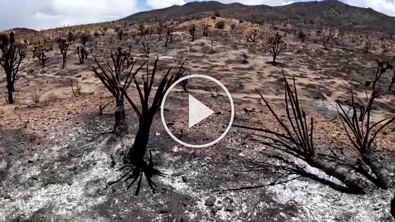 Wildfire in Mojave Desert destroys iconic Joshua trees